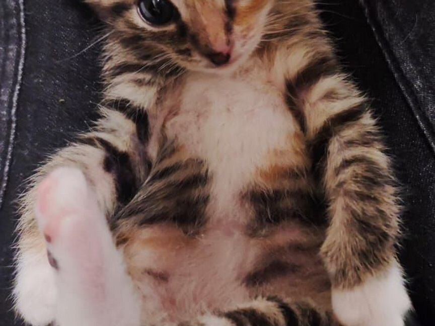 Кошка