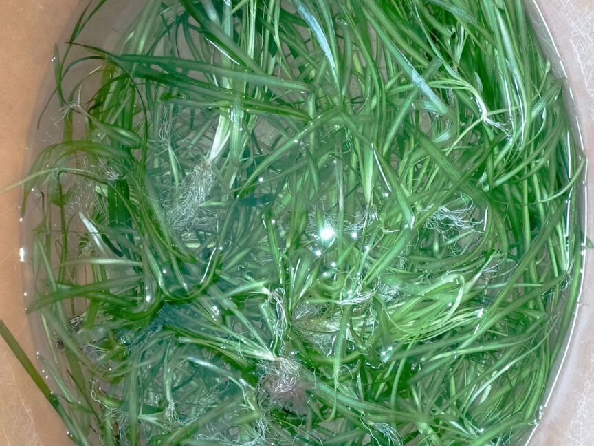 Аквариумные растения