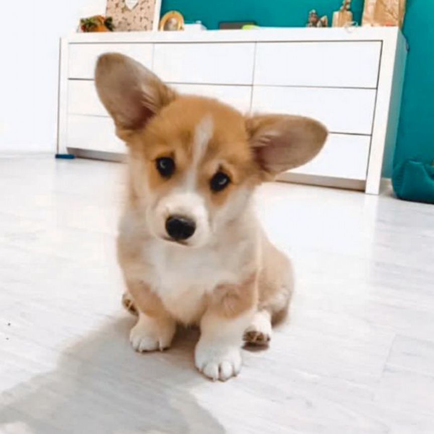 Вельш-корги пемброк