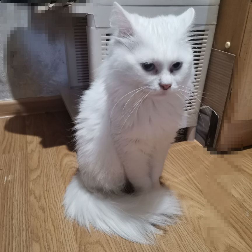 Котята невская