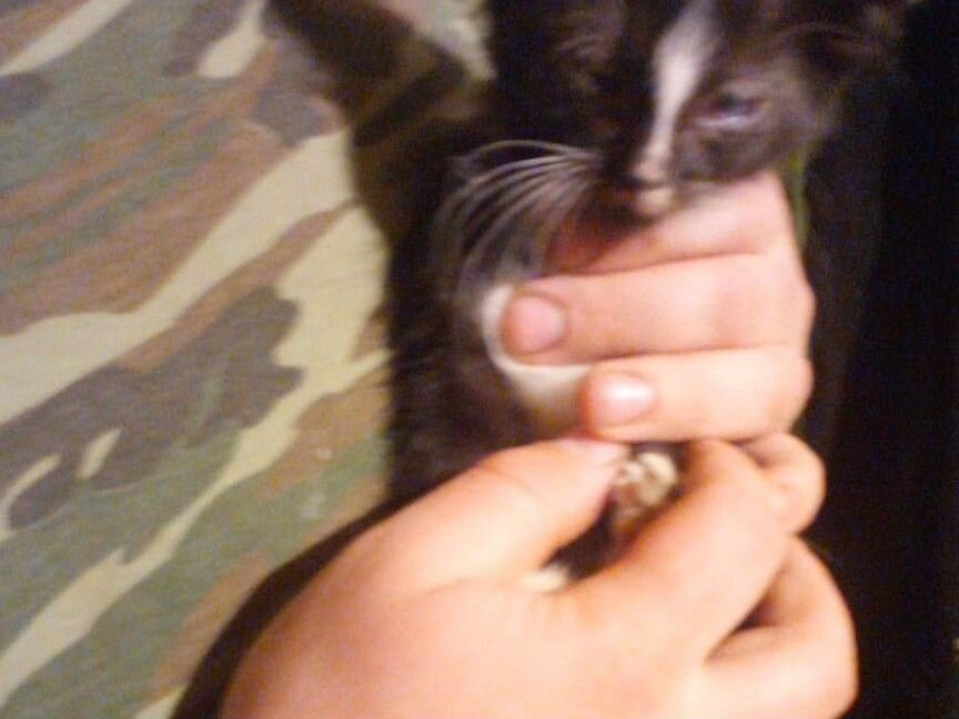 3 котёнка ищут дом