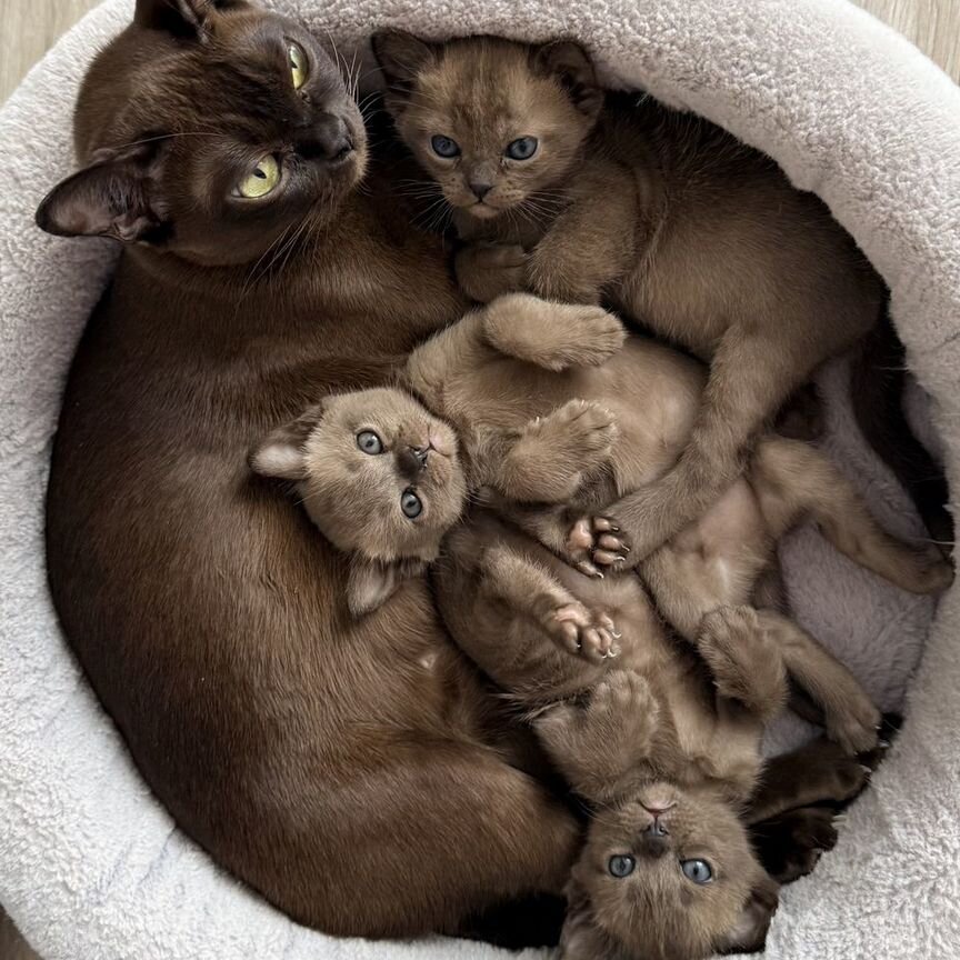 Европейский бурманский котёнок