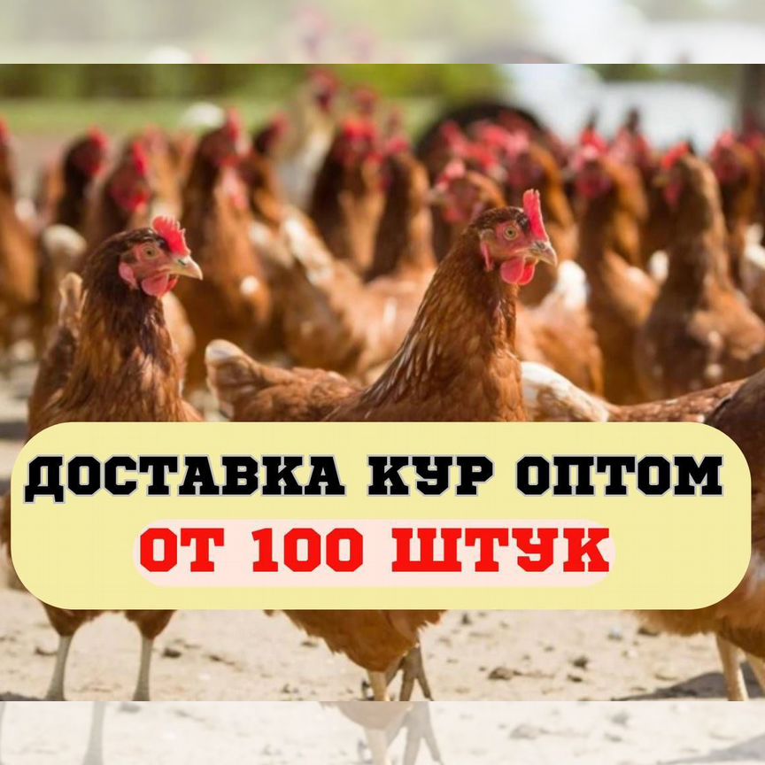 Куры несушки молодки только опт От 100шт