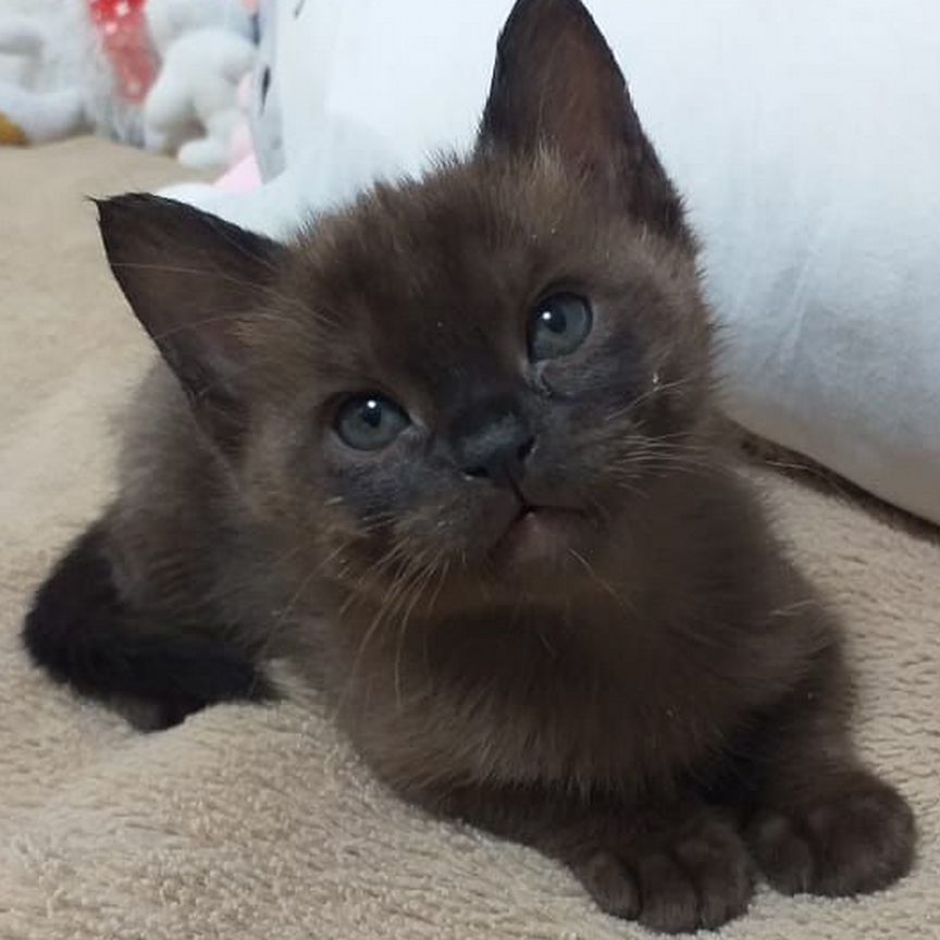 Котята европейской бурмы