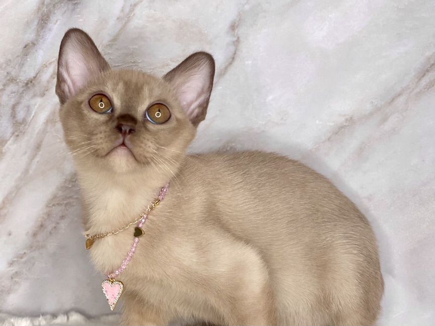 Котята европейской Бурмы
