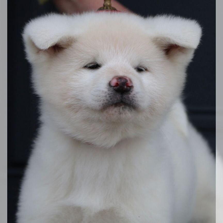 Акита-ину, щенок