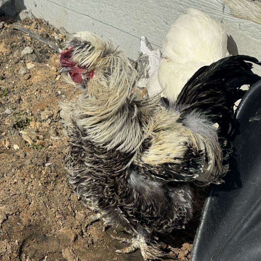 Декоративный петух