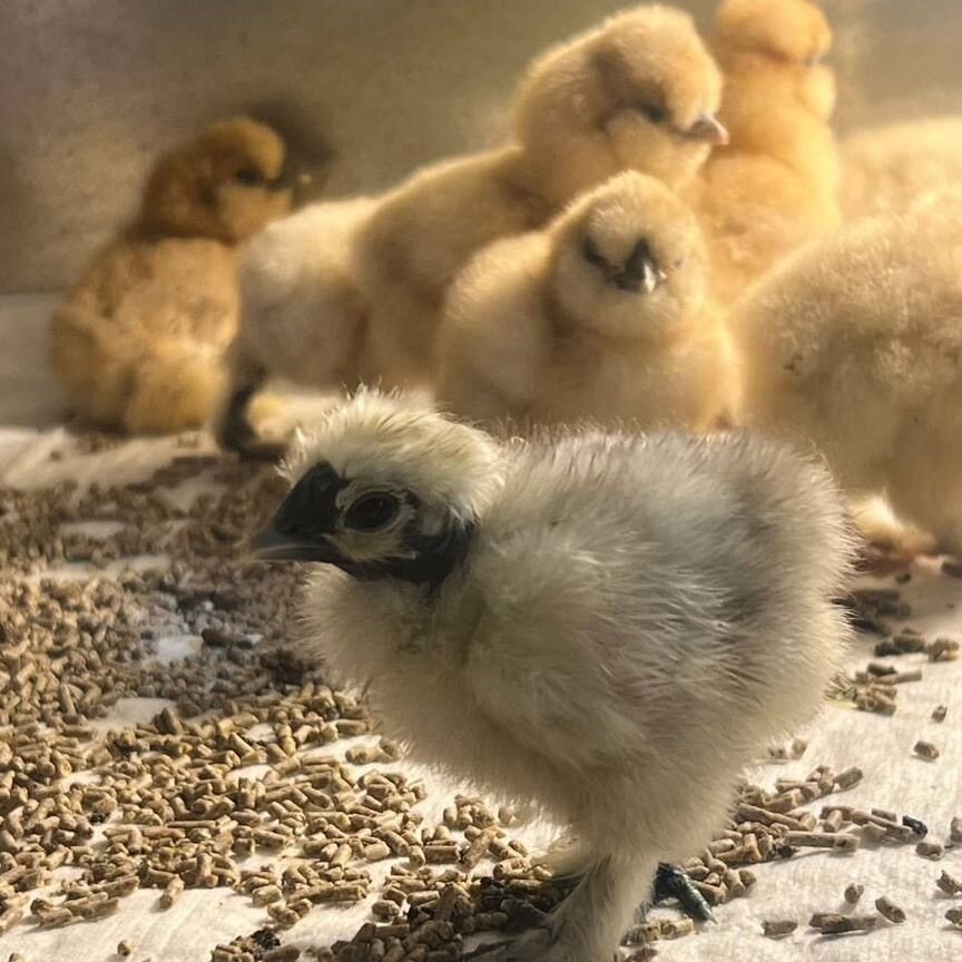 Цыплята шелковых китайских кур