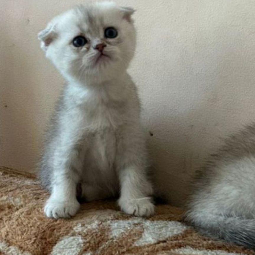Шотландский вислоухий короткошёрстный котёнок