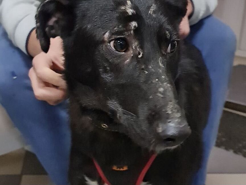 Собака весельчака в добрые руки