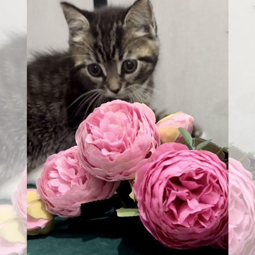 Котенок