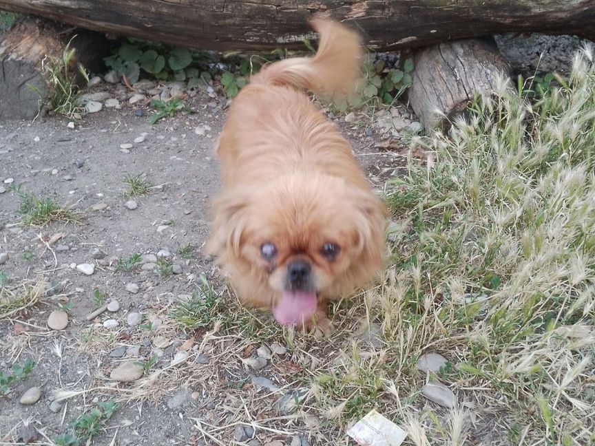 Пекинес потерялся улица 8 марта 39 дом Пятигорск