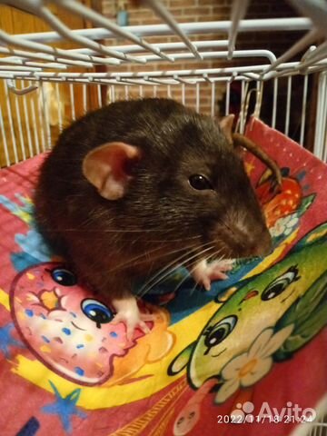 Крысенок дамбо мальчик