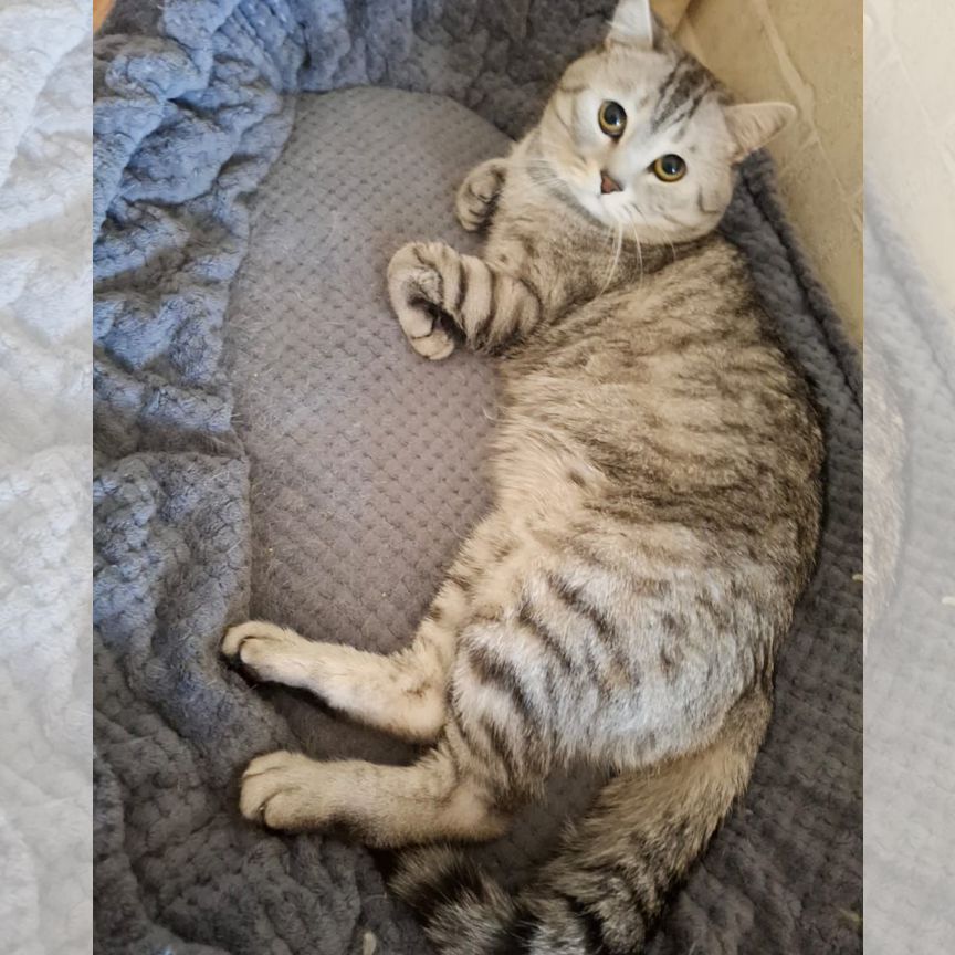 Отдам кота в добрые руки бесплатно