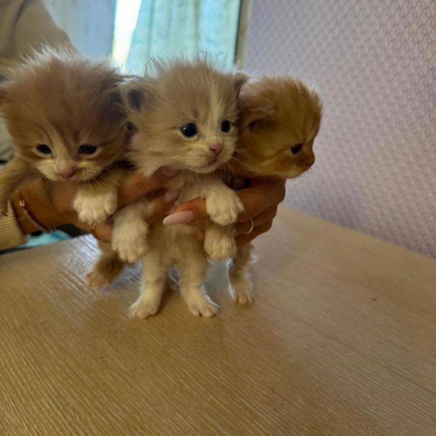 Котята мейн-кун бесплатно