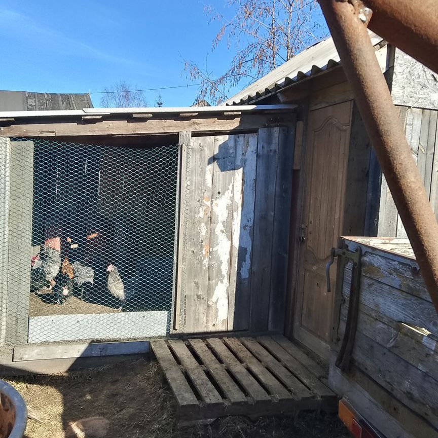 Куры несушки