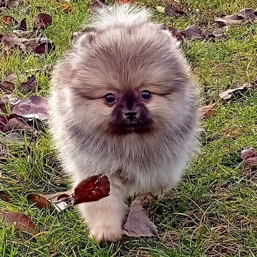 Померанский шпиц, щенок