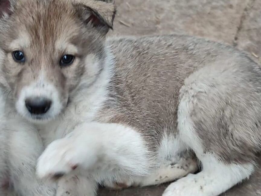 Восточно сибирская лайка