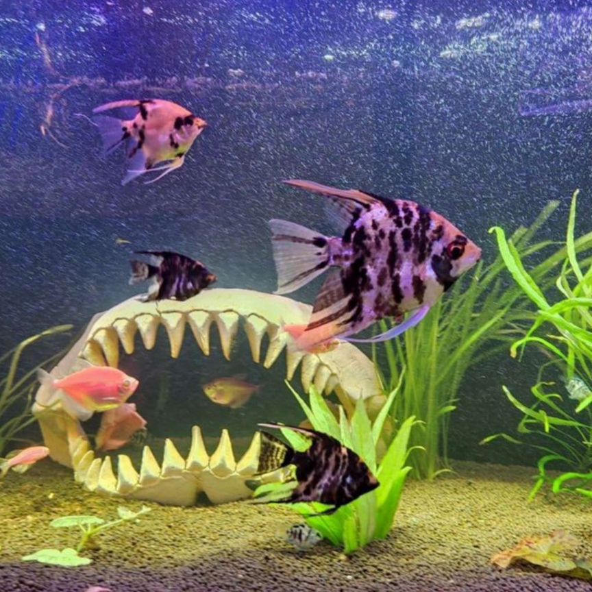 Декорации для аквариума челюсть акулы