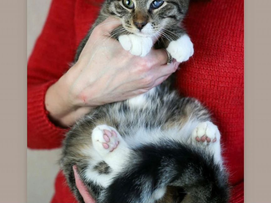 Кошка в дар бесплатно