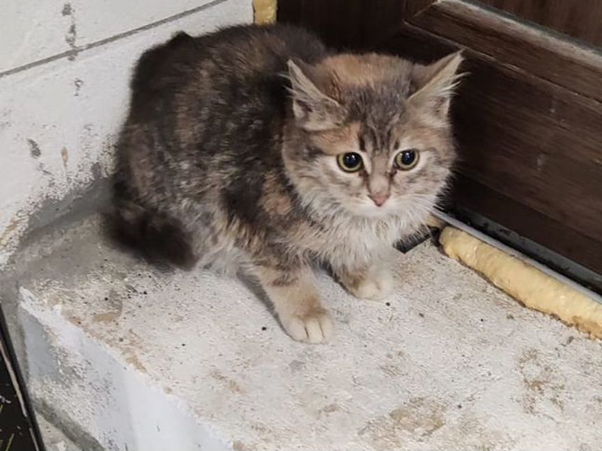 Сибиряки очень красивые котята