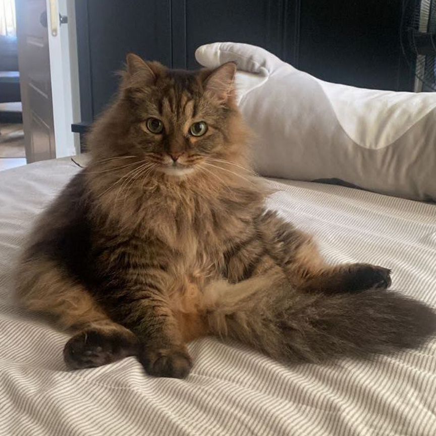 Отдам кота на передержку