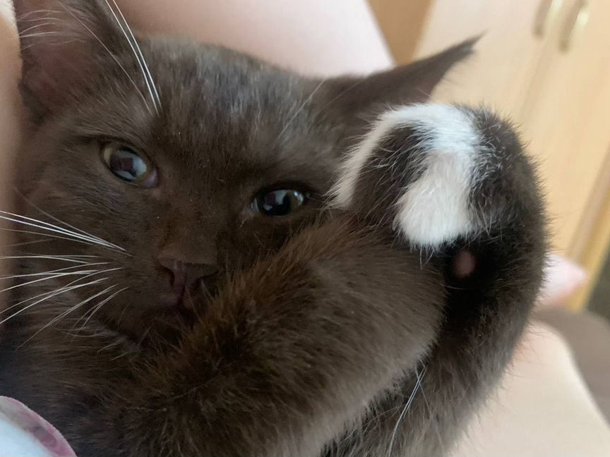 Котёнок в добрые руки