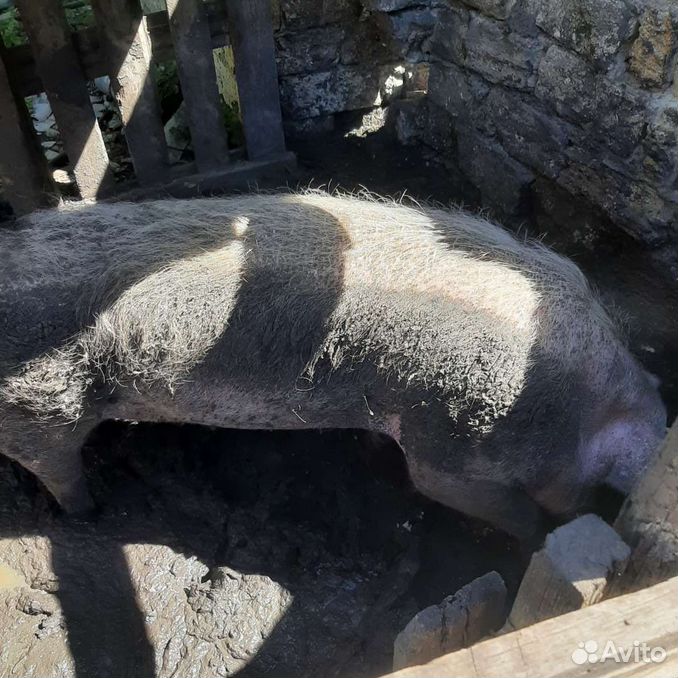 Поросята породы дюрок