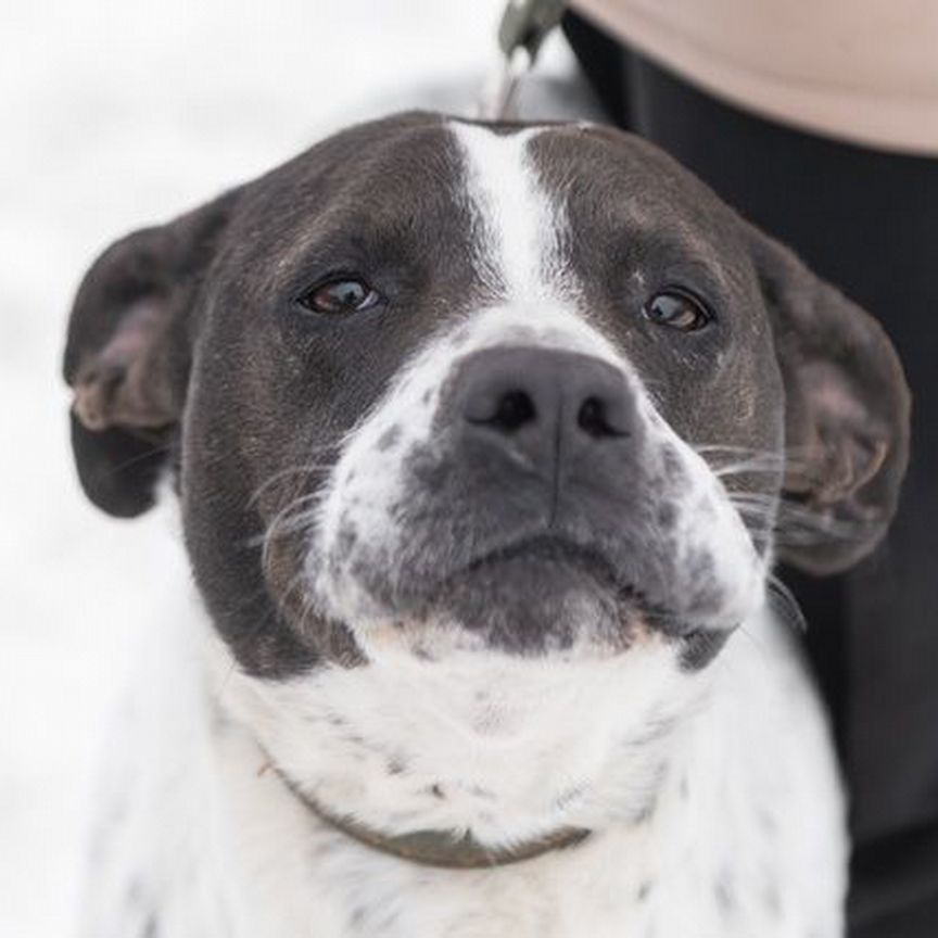 У него нет шансов