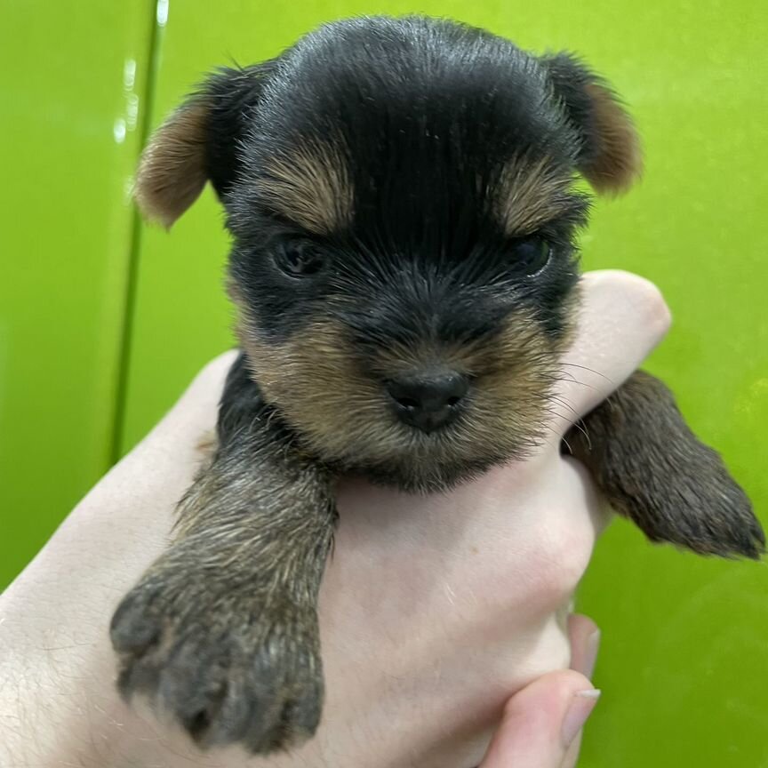 Йоркширский терьер, щенок