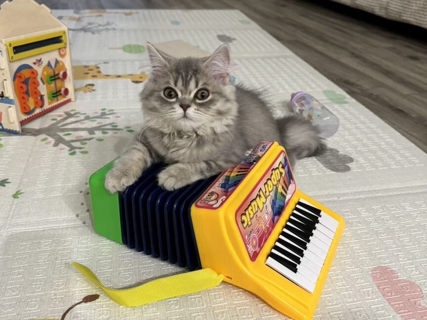Отдам кошку (еще пока котенок)