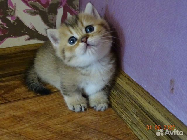 Котята манчкин