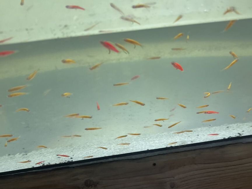 Продам рыбок данио glofish