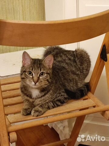 Кот молодой