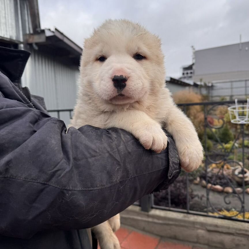 Щенки Сао Ак булак