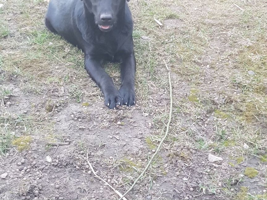 Лабрадор чёрный