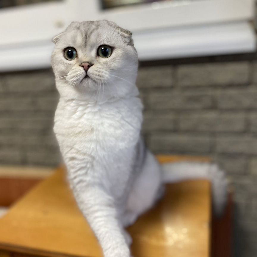 Шотландский мальчик