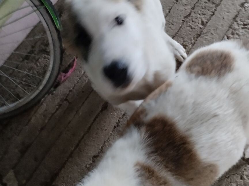 Алабай щенки