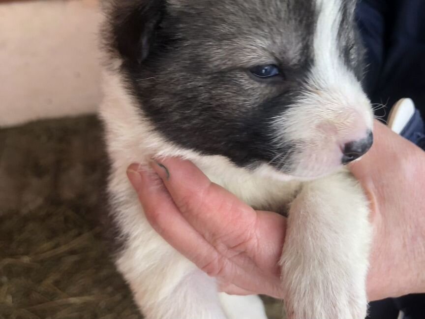 Щенки Восточно сибирская лайка