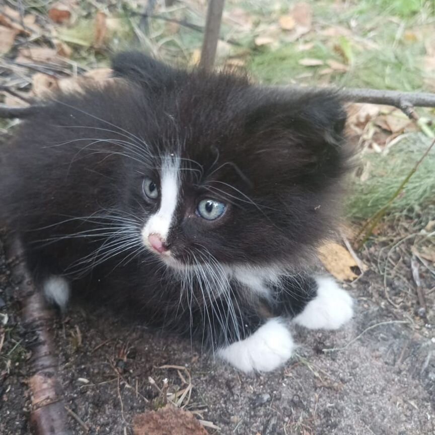Котята в добрые руки бесплатно девочка