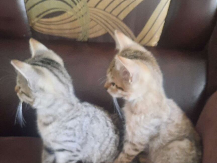 Кошечки в добрые руки,приучены к лотку