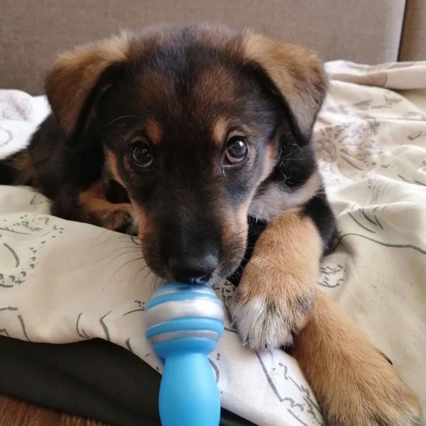 Щенок в добрые руки