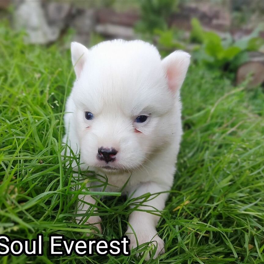 Мальчик Помски