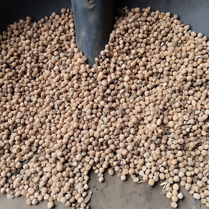 Горох кормовой