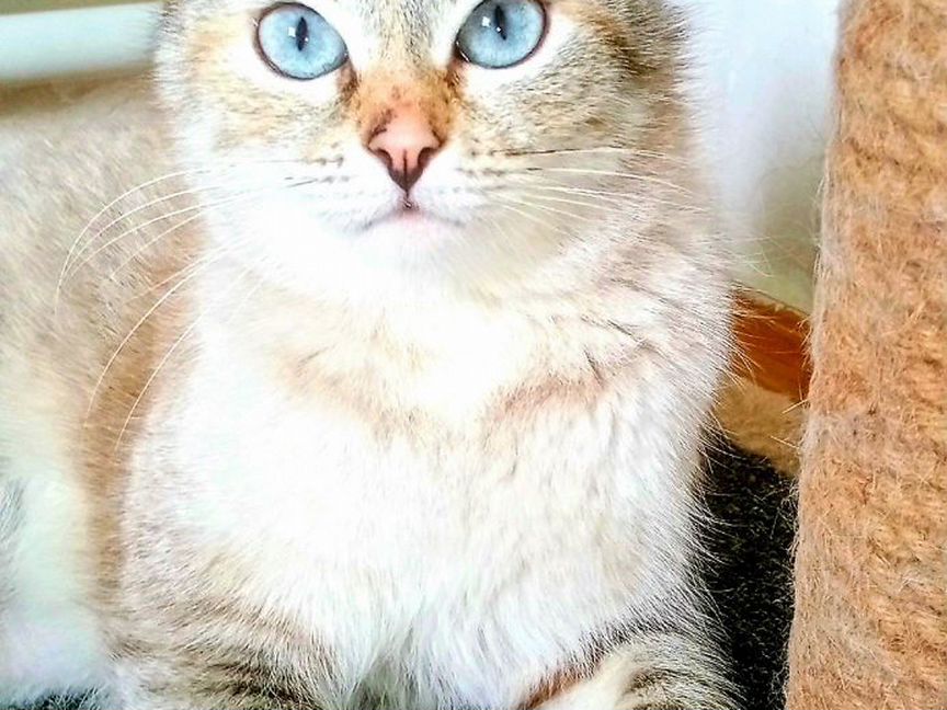 Тайская кошка в добрые руки