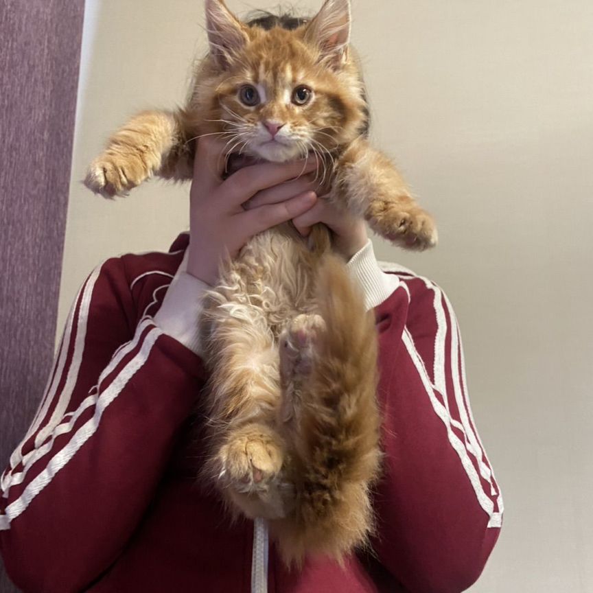 Мейн-кун красный мрамор с кисточками