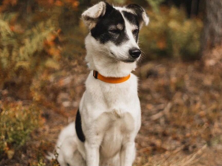Маленькая собака в добрые руки