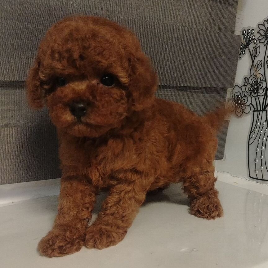 Той-пудель, щенок