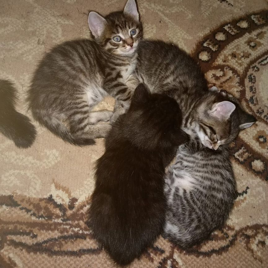 Котята в добрые руки