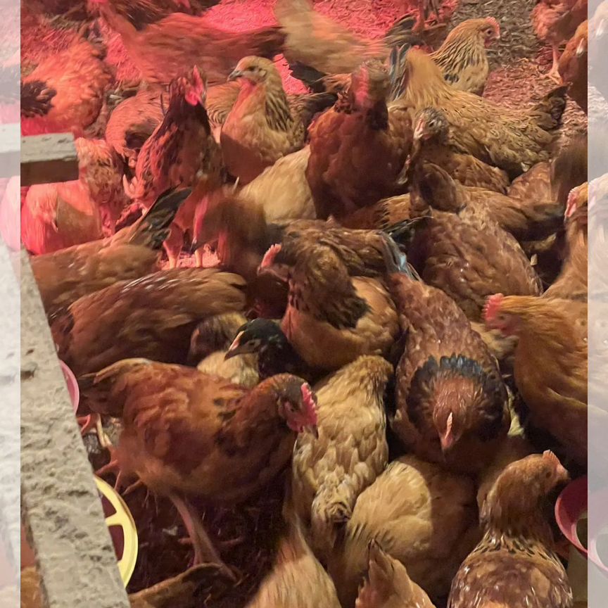 Петушки кучинские